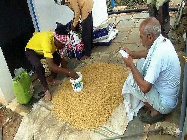 Plant paddy nursery only after seed treatment, chances of loss will be ...