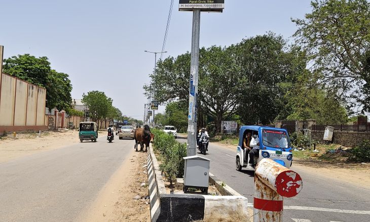 Stray animals have claimed 54 lives in the district in the past six ...