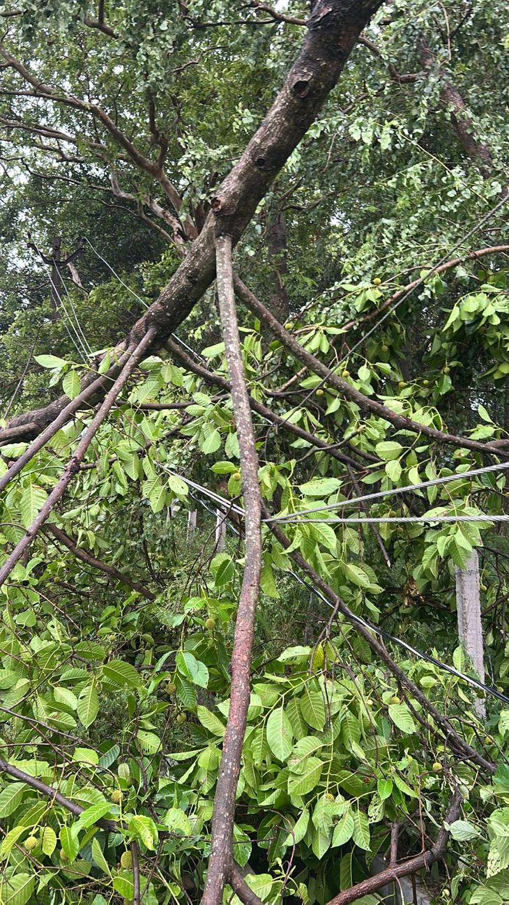 Tree branches fell on power lines during a storm
