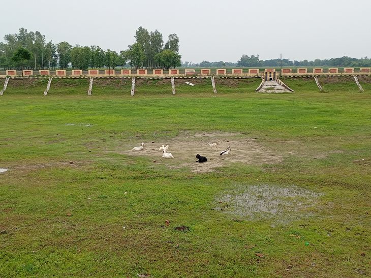 Deoria Amrit Sarovar Dry | Neglected Scheme Becomes Goat Grazing Land