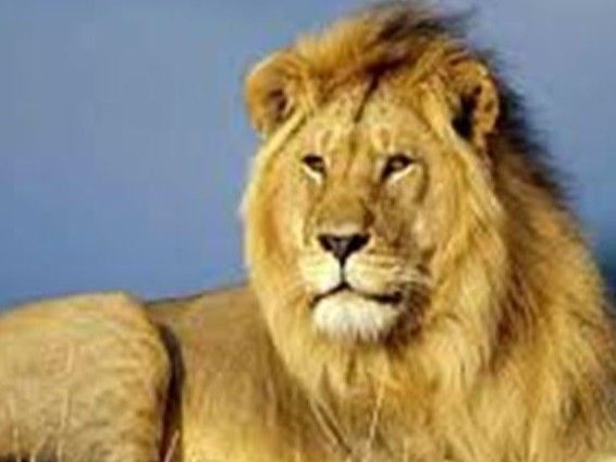Kanpur Zoo Lion Dies | Vomiting Blood, Suspected Lung Tumor