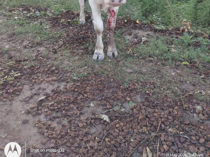 Bareilly Gauseva: Sick & Injured Cattle Treatment | Gausewaks Help