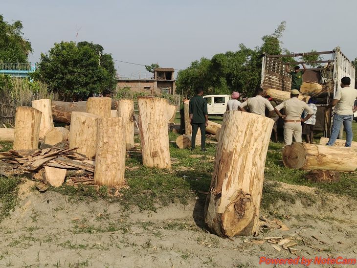 Bagaha | VTR Semal Wood Seized, Truck Driver Arrested, UP Smuggler Hunt