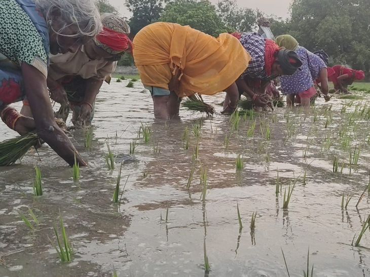 Amethi Farmers Irrigate Fields With Tube Wells, Diesel Pumps | Early ...