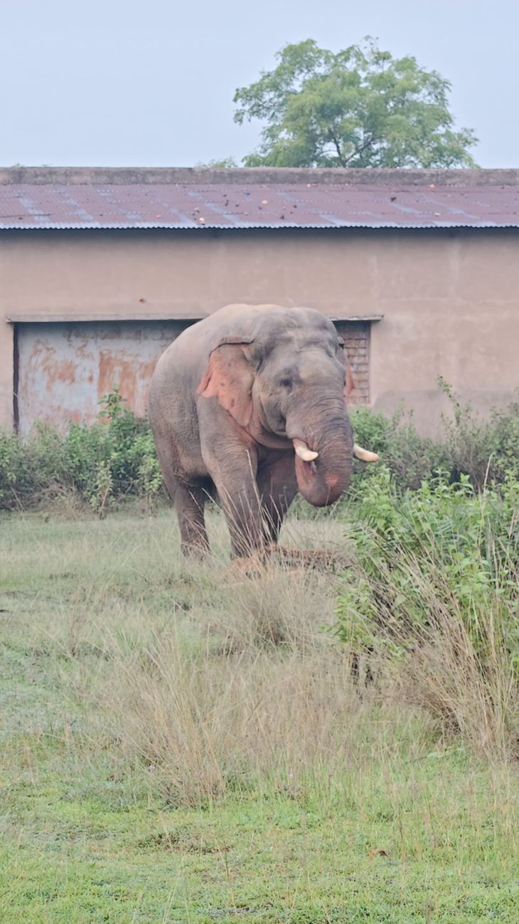 Three elephants have set up camp in the Saldoha cashew forest; they are ...