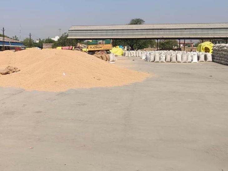 Chhabra Mandi Coriander Price Rs 14,210Quintal; 12K+ Katti Arrival