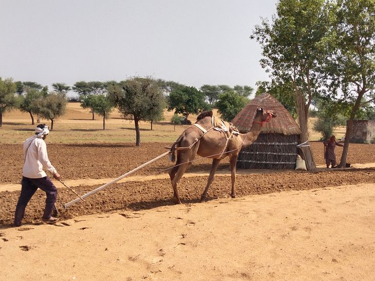 Ghanghu Farmers Sow Kharif Crops Bajra, Moong; Tractors & Camels Used ...