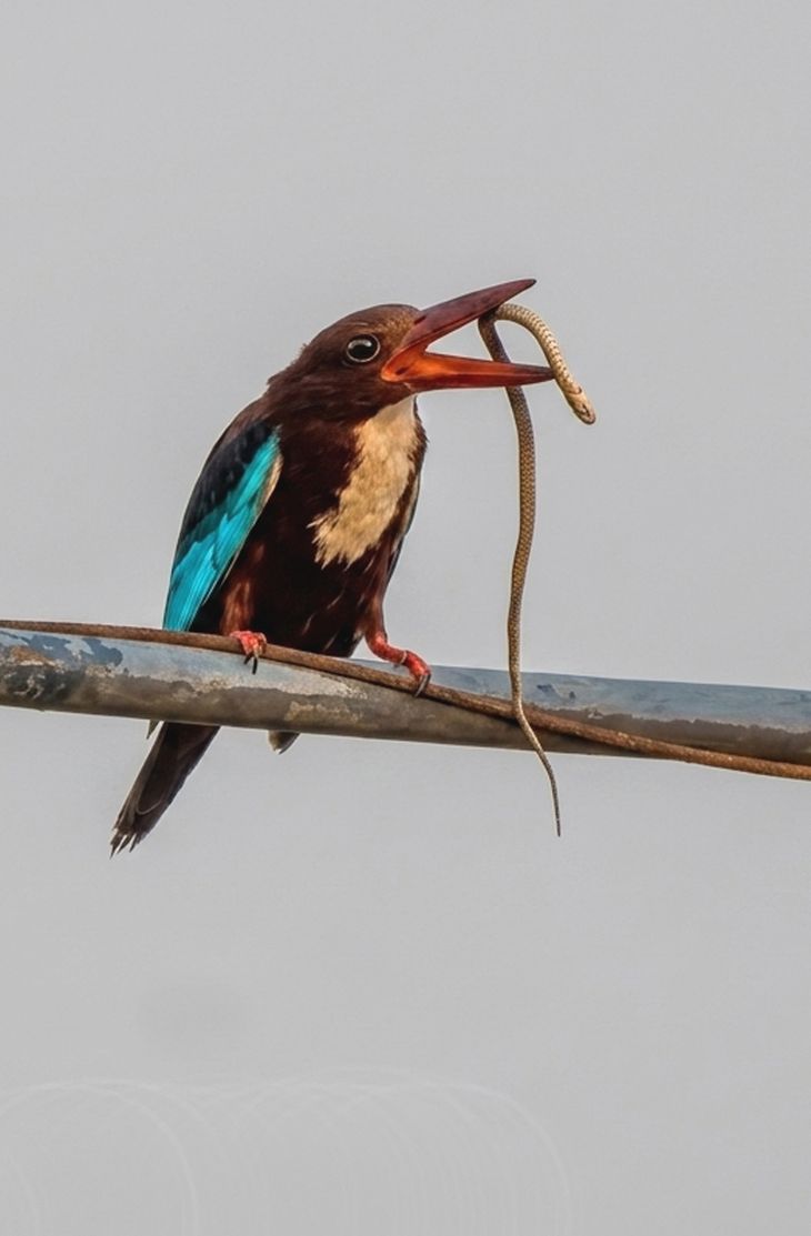 The kingfisher builds its home on mounds of soil...