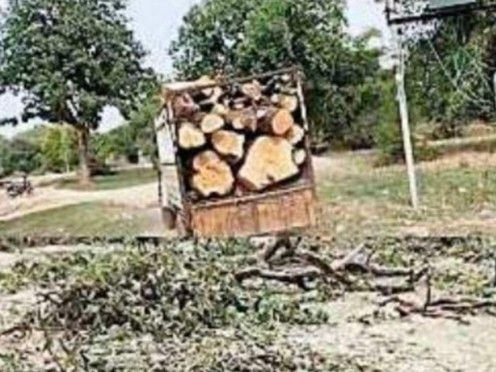 Saraon Illegal Tree Cutting: Mango & Mahua Orchards Destroyed by Van Mafia
