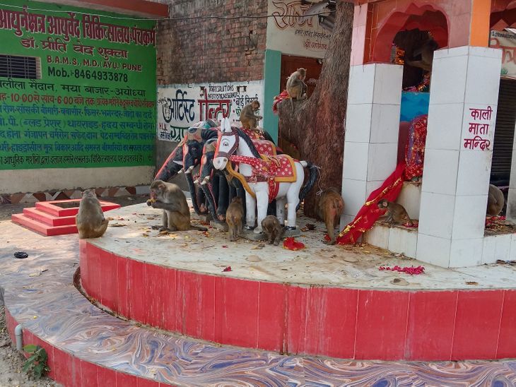 Dilasiganj Monkey Terror | Houses Attacked, Villagers Distress