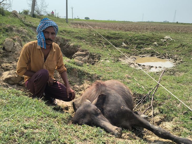 Jalebi Nagla Accident | 11000 Volt Line Falls, Two Buffaloes Dead ...