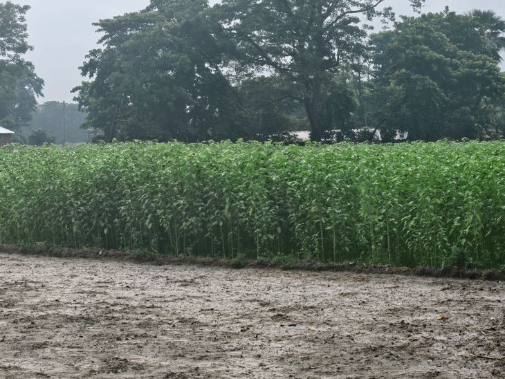 Shankarpur Rain Benefits Jute, Moong; Maize Farmers Worry
