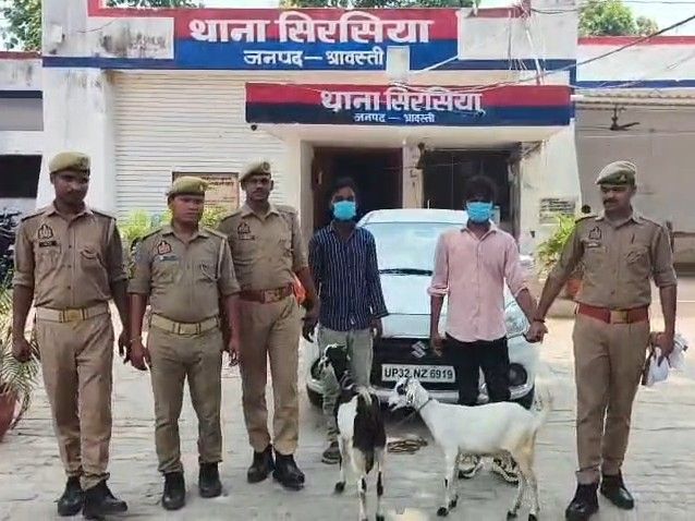 Shravasti Police Bust Goat Theft | 2 Arrested, Stolen Goats & Car Recovered