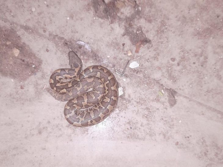 Korba Snake Scare | Police Station Snake & Woman Serpent Bite Death