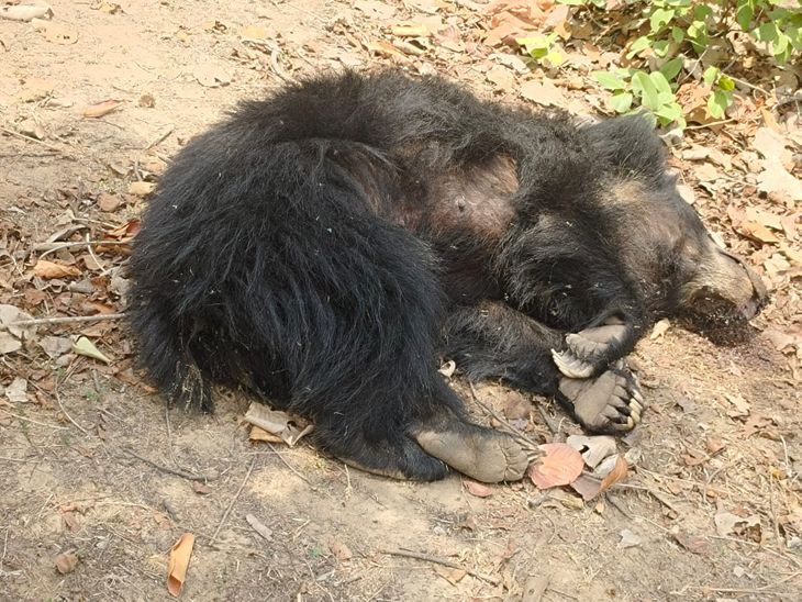 Bandhavgarh Bear Carcass Found | Jagua Forest Tiger Reserve