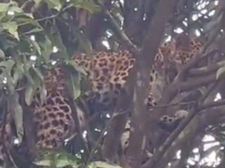 Maharajpur Kanpur Leopard Fear | Neelgai Carcass; Forest Dept Visit Today