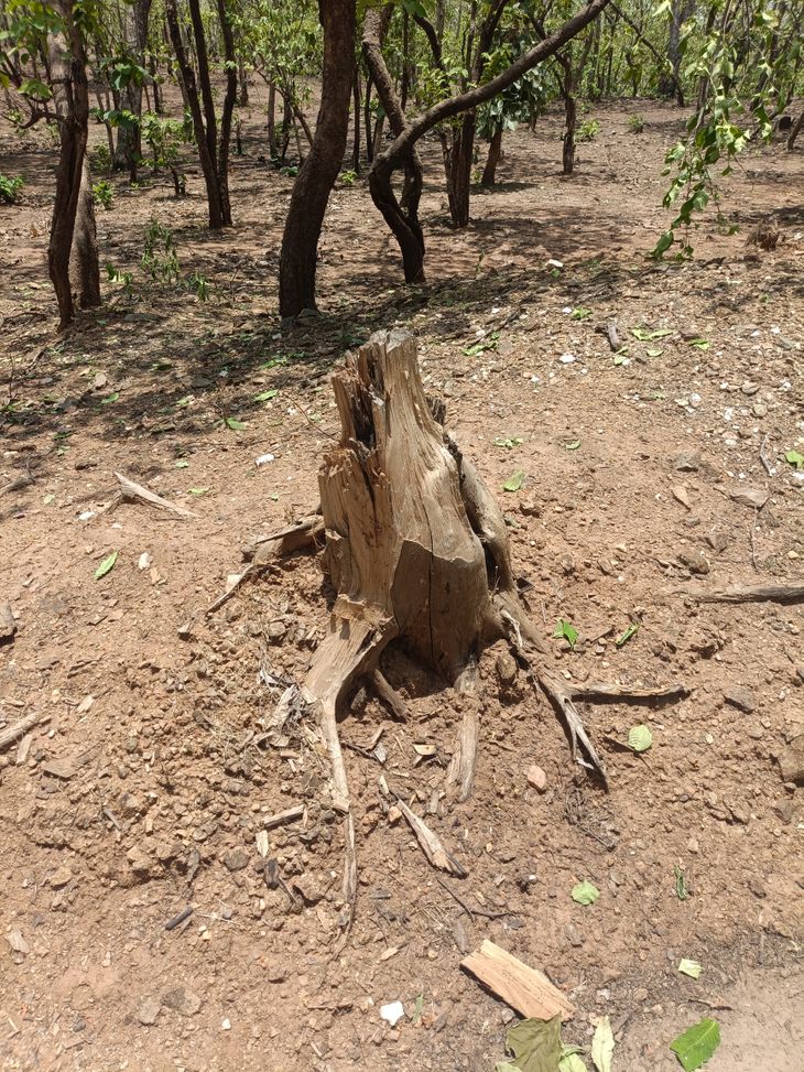 Teak trees are being selectively cut from the forests of Dhariyawad ...