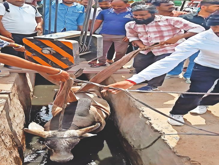 Open drains have become death traps, 19 cattle have fallen in within ...