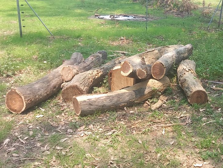 Rehad: Illegal Tree Cutting for Leopard Cremation; Wood Mafia Busted