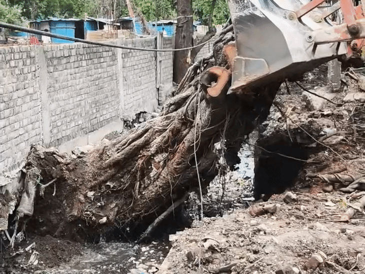 Dewas Bargad Tree Treatment | Expert Team From Ujjain Called; JCB Used