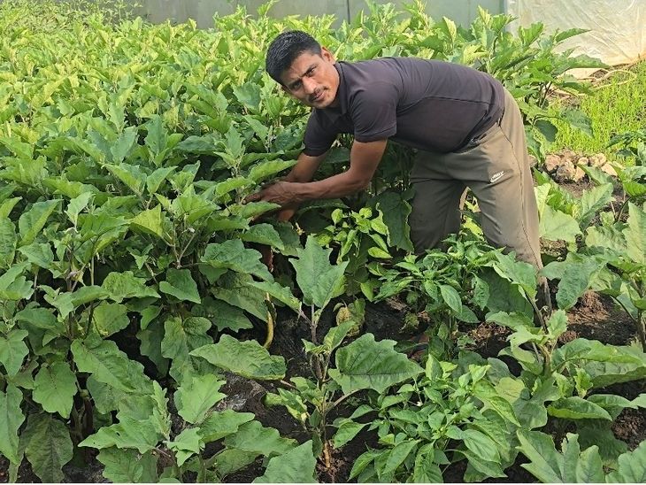 Bagheshwar Farmer Earns Lakhs From Vegetable Production | Deepak Kanwal