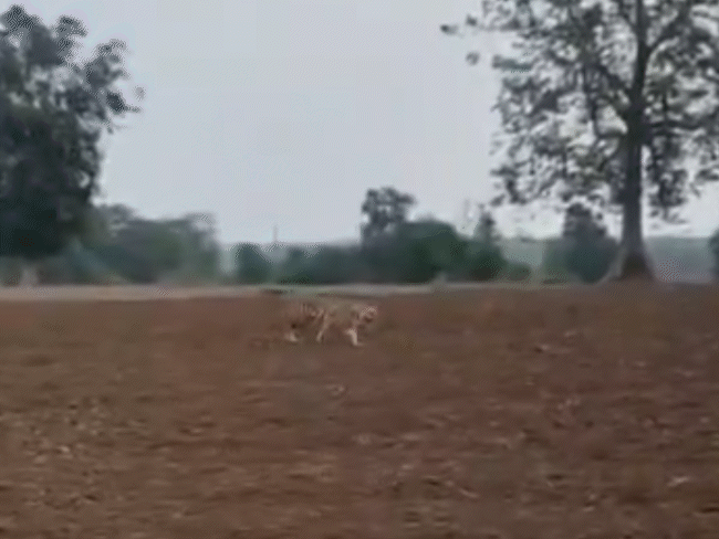 Nauradehi Tiger Reserve Attack: Activist Questions Village Evacuation Delay