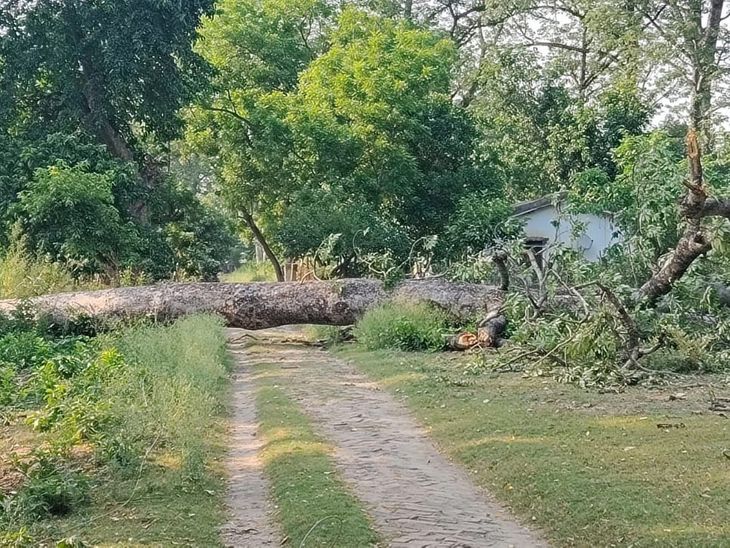 Girijapuri Colony Tree Fall | Power Outage; Big Accident Averted
