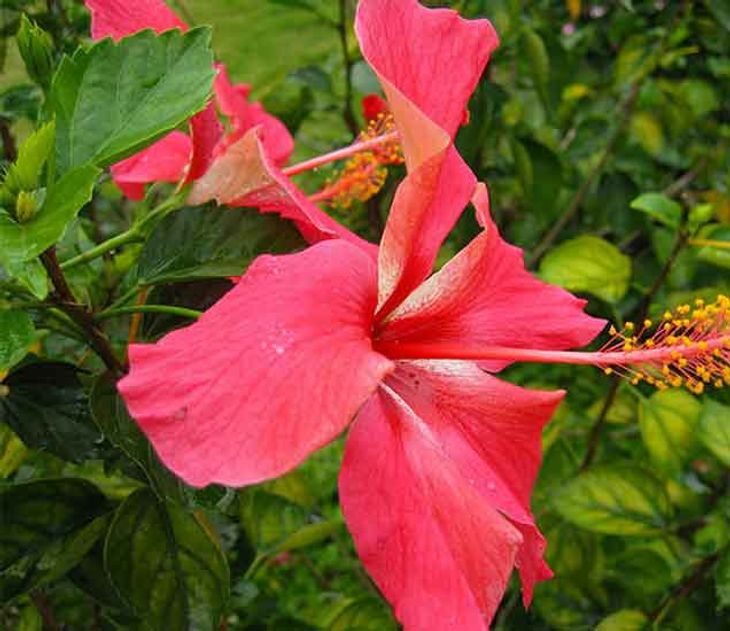 Gurhal Flower Is Very Beneficial For Health And It Also Use In Many ...