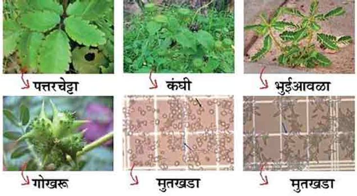 Ayurvedic treatment for Urine Stone | वनौषधीने अत्यल्प खर्चात फुटताे ...