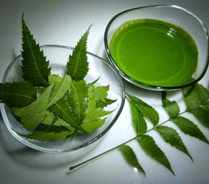 kadulimb water health benefits news marathi | गुढीपाडवा : कडुलिंबाच्या ...