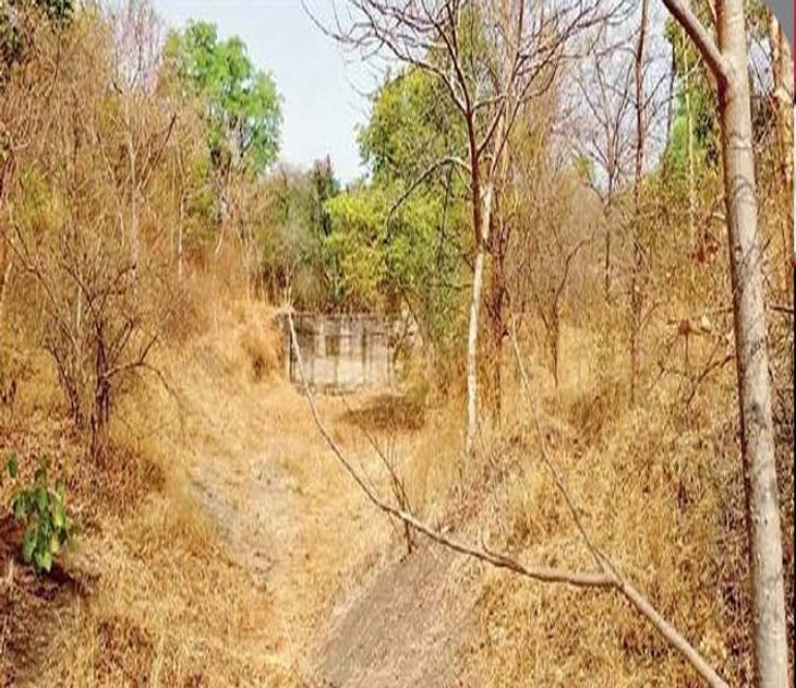 news about Forest Department in Chopda taluka