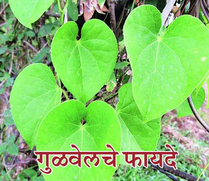 Gulvel health benefits | औषधी वनस्पती आहे गुळवेल, याच्या वापराने होतात ...