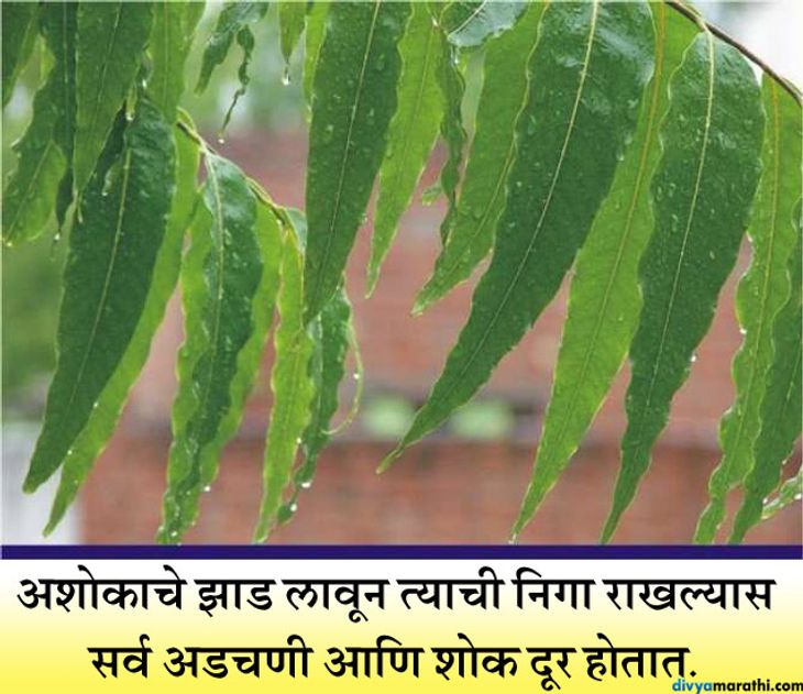 Benefits Of Trees And Plants In Home, Plant In Home, Tree And Astrology ...
