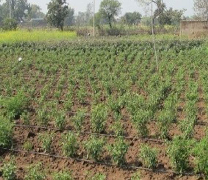Benefits of micro irrigation scheme to farmers