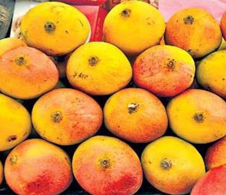 Konkan Mango Festival in nashik | नाशिकमध्ये आजपासून कोकण आंबा महोत्सव ...
