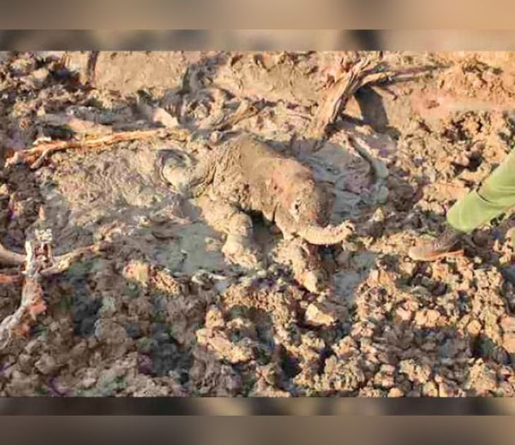 People Heard Noise Coming From Mud Were Shocked What They Saw Next ...