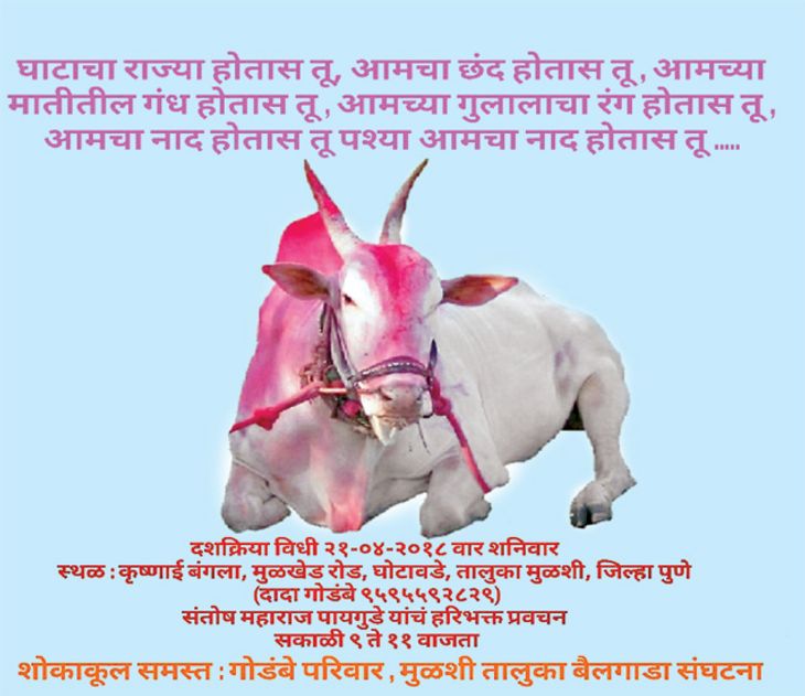 death of famous bull in pune | लाडका बैल ‘पश्या’च्या दहाव्याला गाव ...