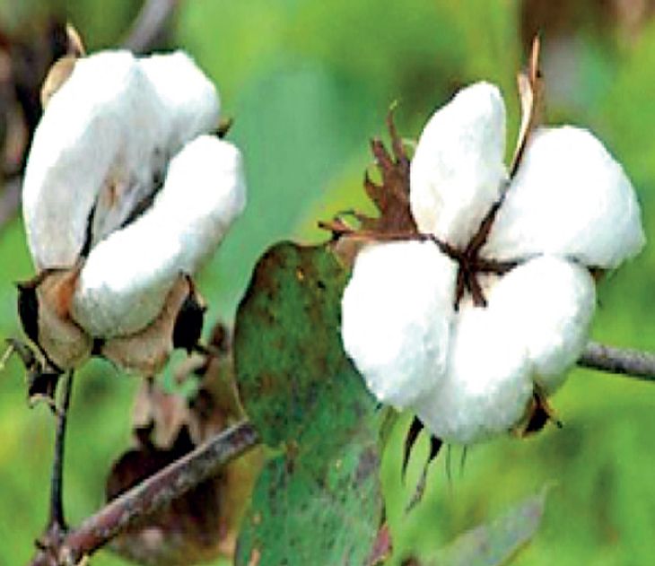 Bangladesh becomes country's largest cotton importer; Imported 21 ...