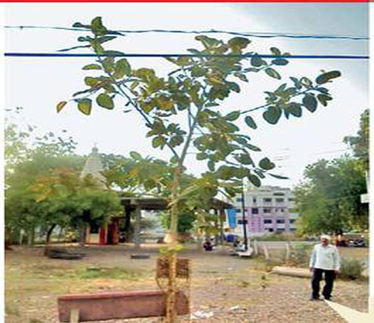 News about tree plantation | उन्हाची तीव्रता कमी व्हावी म्हणून अन‌् ...