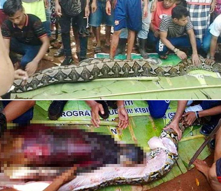 Indonesian Villagers Slice Open Python Only To Find Woman Who Was Gone ...