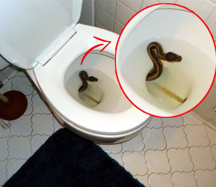 man finds python inside toilet seat, photos gone viral | Toilet सीटवर ...