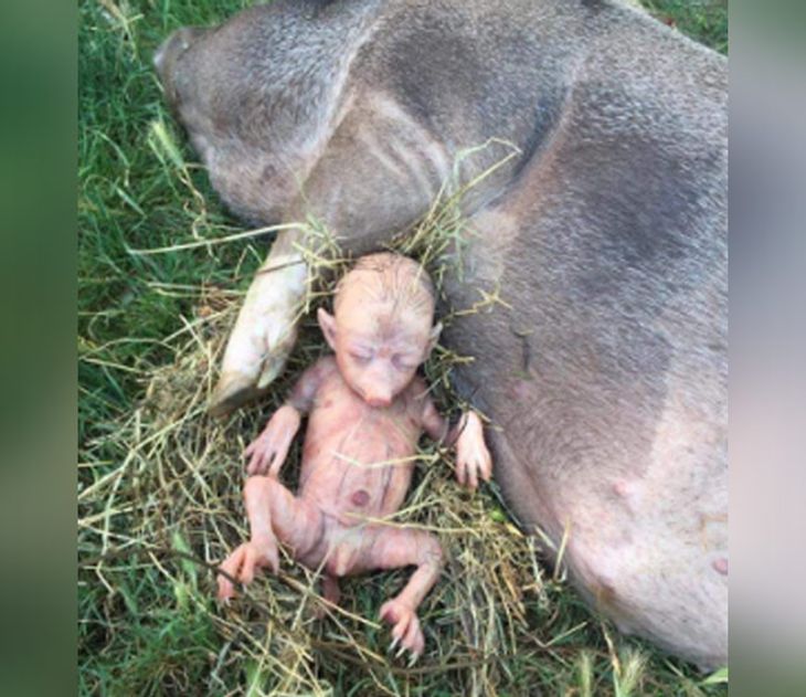 Pig delivers a baby boy in Borvali National Park Mumbai