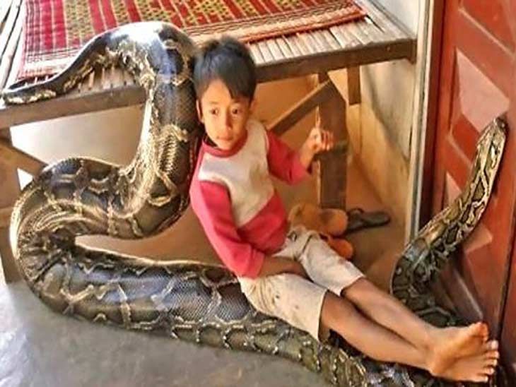 khabartube cambodian boy sleeps with a python | ज्या अजगराला पाहून लोक ...
