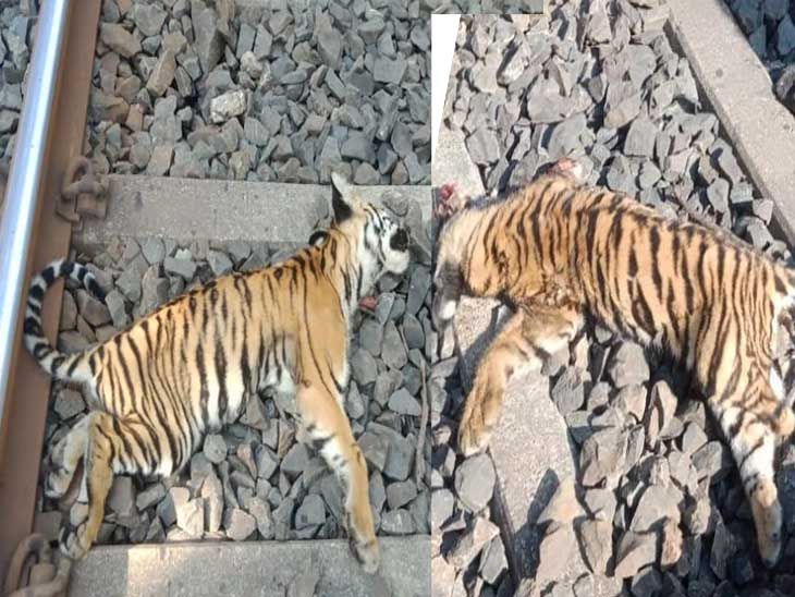 2 Cubs Died on Railway Track Junona Forest Chandrapur