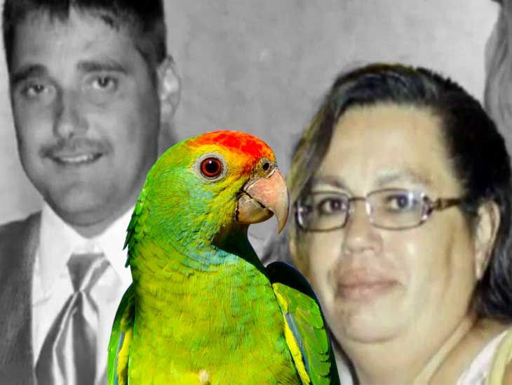 Parrot made witness in murder case In America