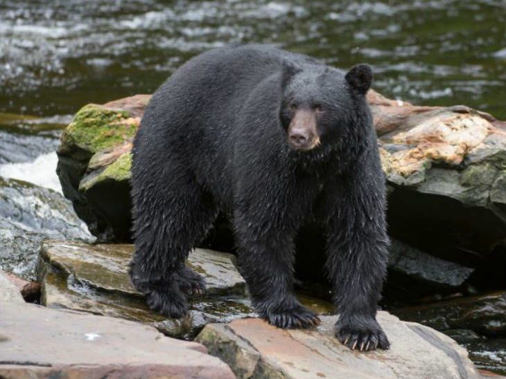 Oregon state officials killed a young black bear that they say had ...