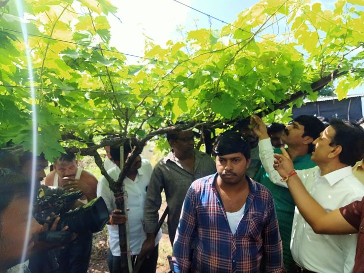Inspection of Niphad's fallen grapes farm Girish Mahajan