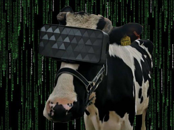 Cows wear VR headsets in Russia to boost dairy production | दुग्ध ...