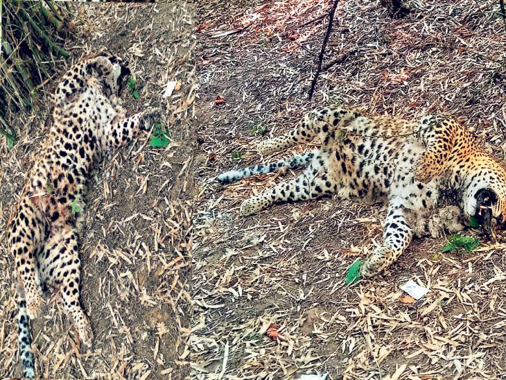 Hunting of two beetles and two bears in Chandrapur district | चंद्रपूर ...