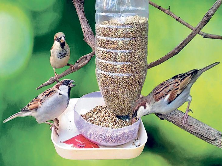 Jyoti Aher writes about Summer is approaching, birds must survive ...